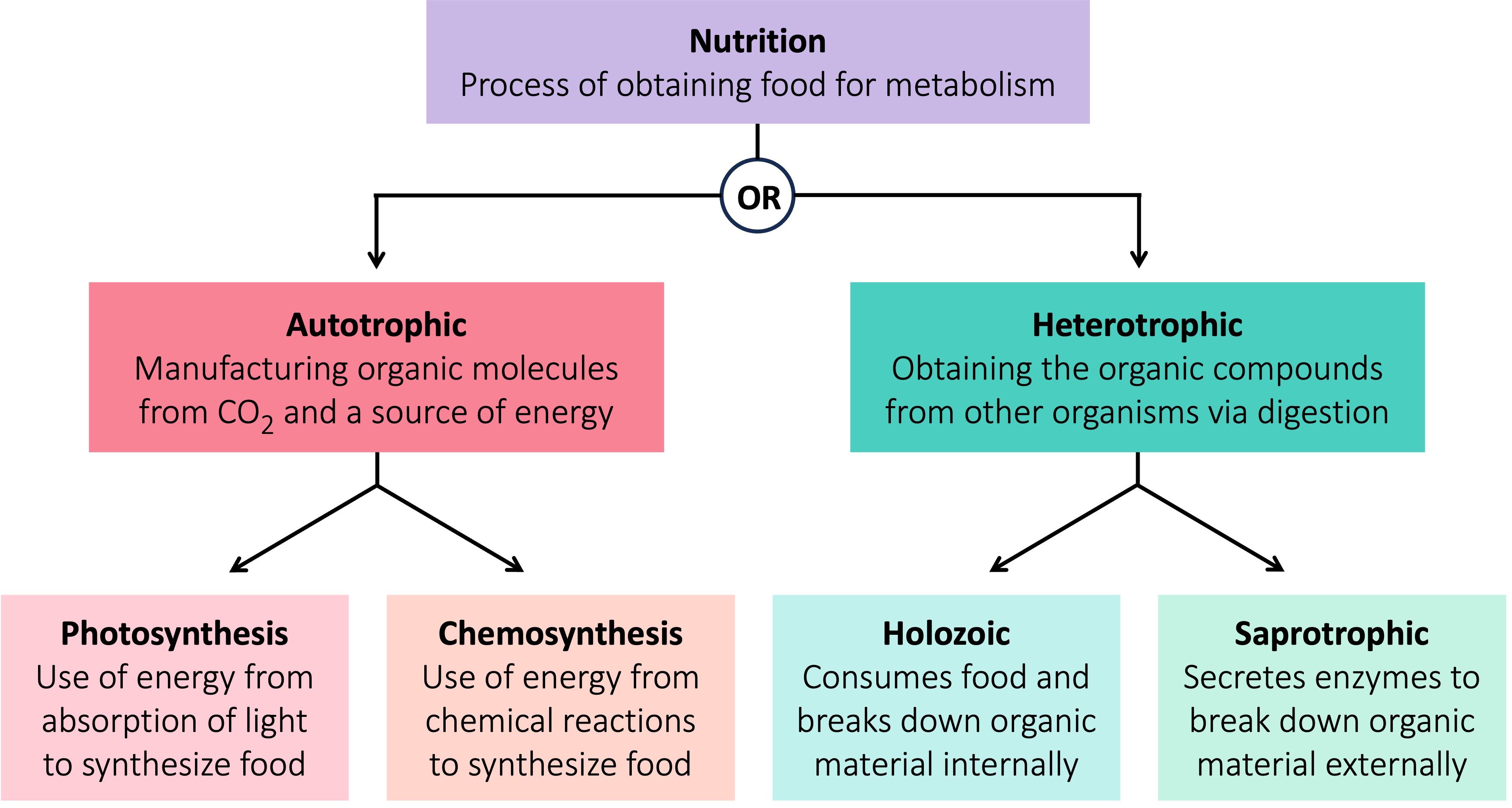 Modes of Nutrition